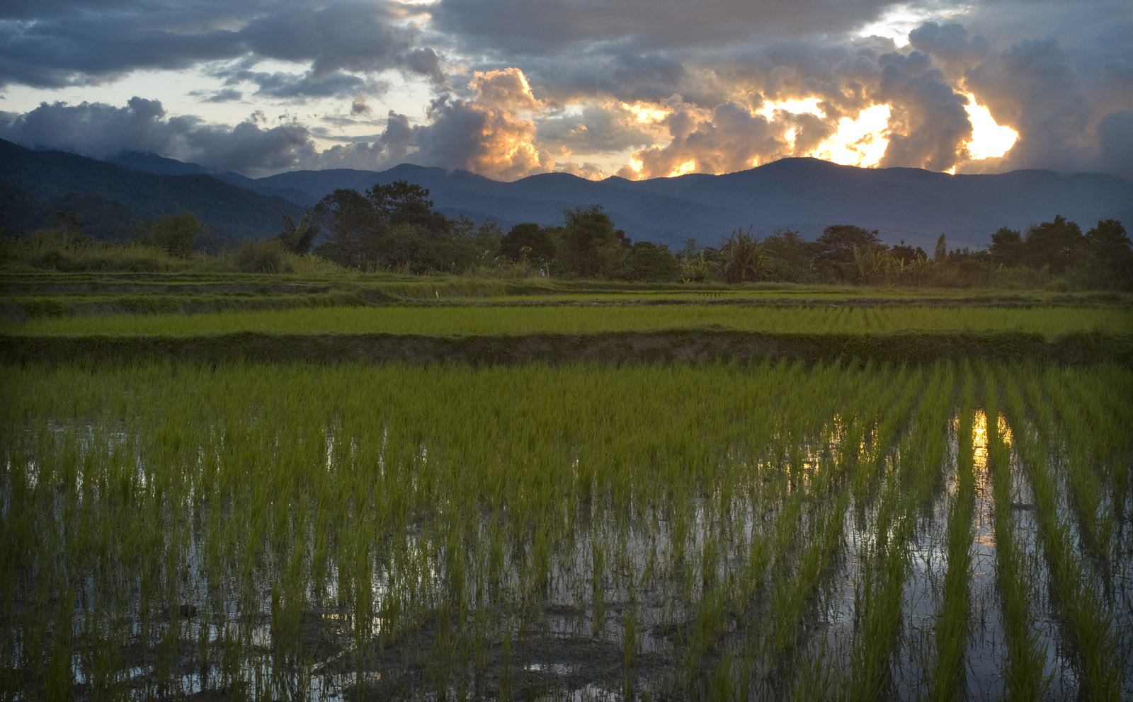 Nature's Pathways - Nature4Climate