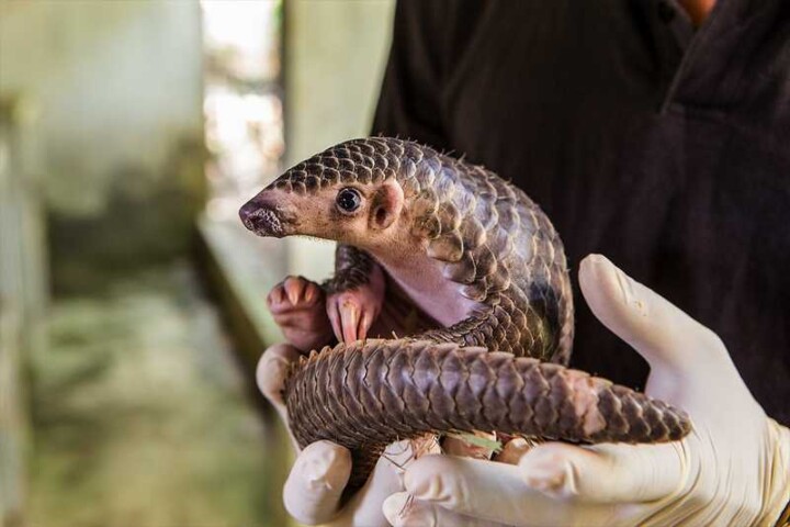 Pangolins: Climate Heroes of the Forest - Nature4Climate