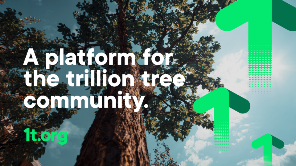 Tree Planting - a User’s Guide for Comparing Tree for Tree - Nature4Climate