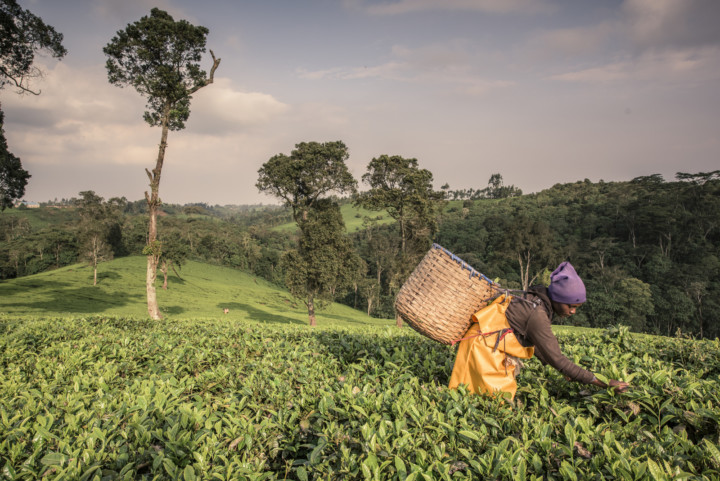 What are nature-based solutions? | Nature4Climate FAQ