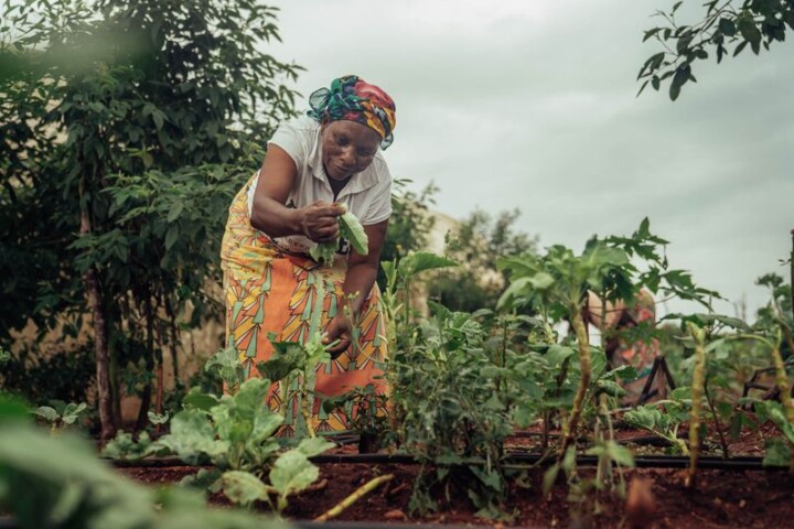 Nature4Climate - Tackling Climate Change With Nature
