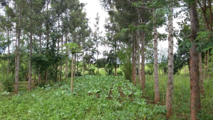 Case Studies - Nature4Climate