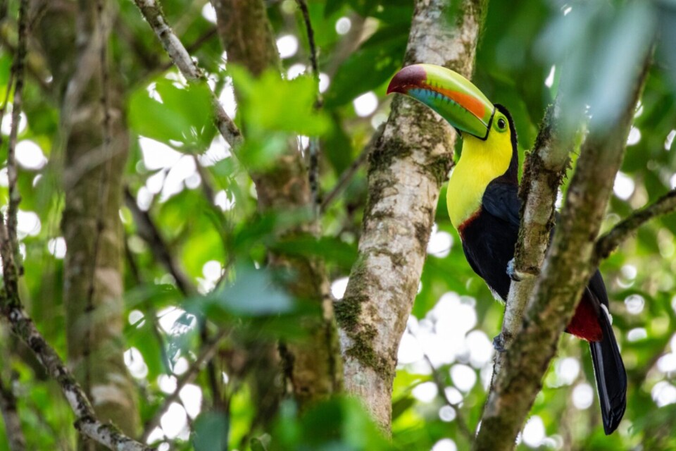 Case Studies - Nature4Climate