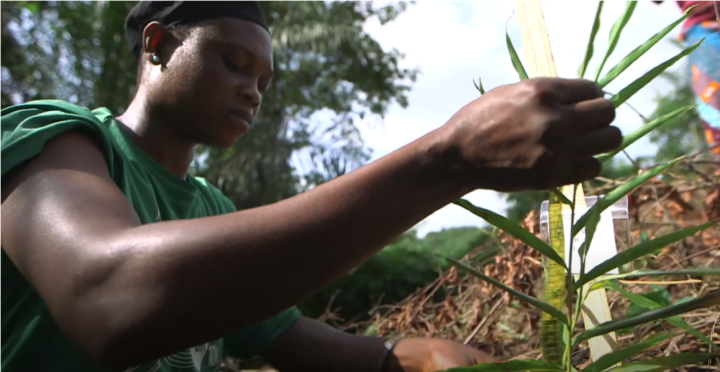 From Peru to Ghana: Tech's Role in Community Reforestation - Nature4Climate