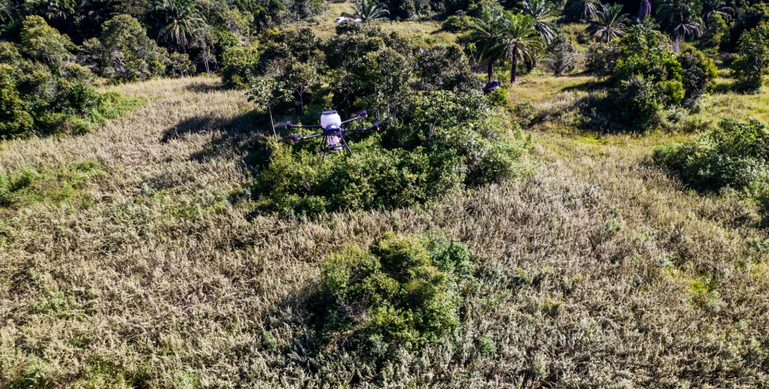 Biodiversity’s Role in Reforestation Solutions - Nature4Climate