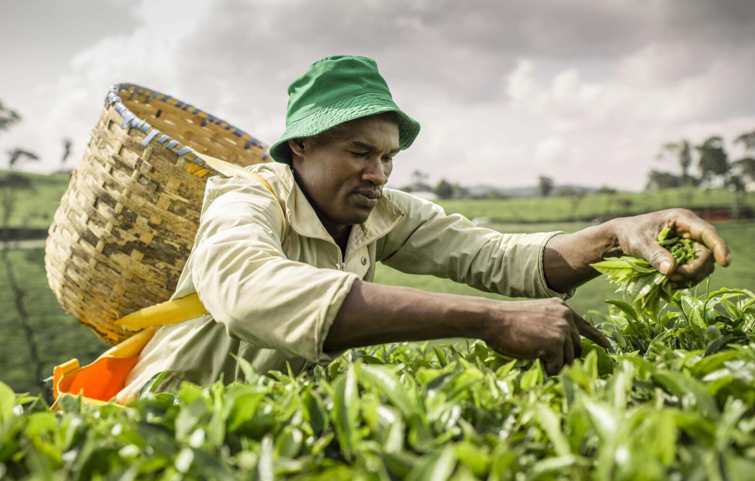 Nature4Climate - Tackling Climate Change With Nature