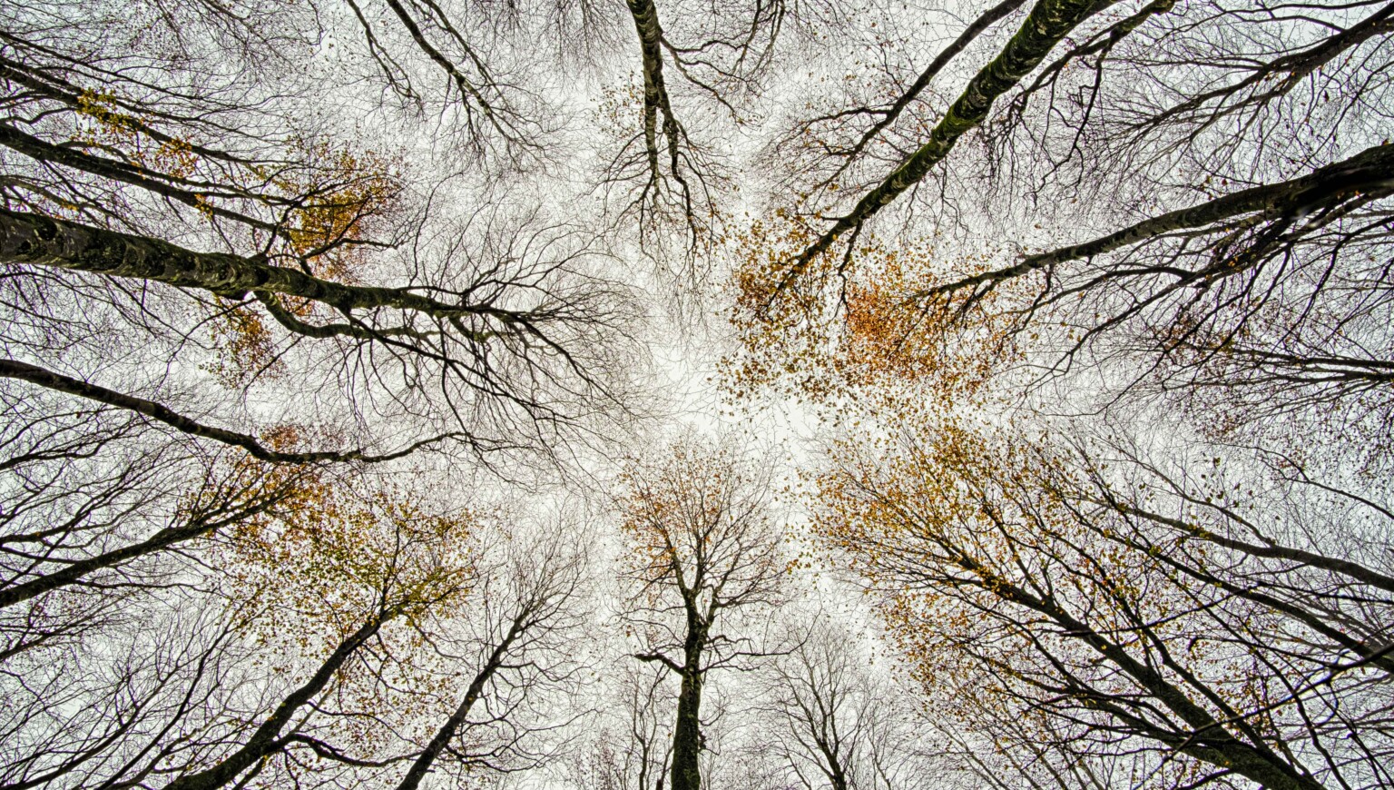 Where is the Money for Forests? | Nature Positive Economy