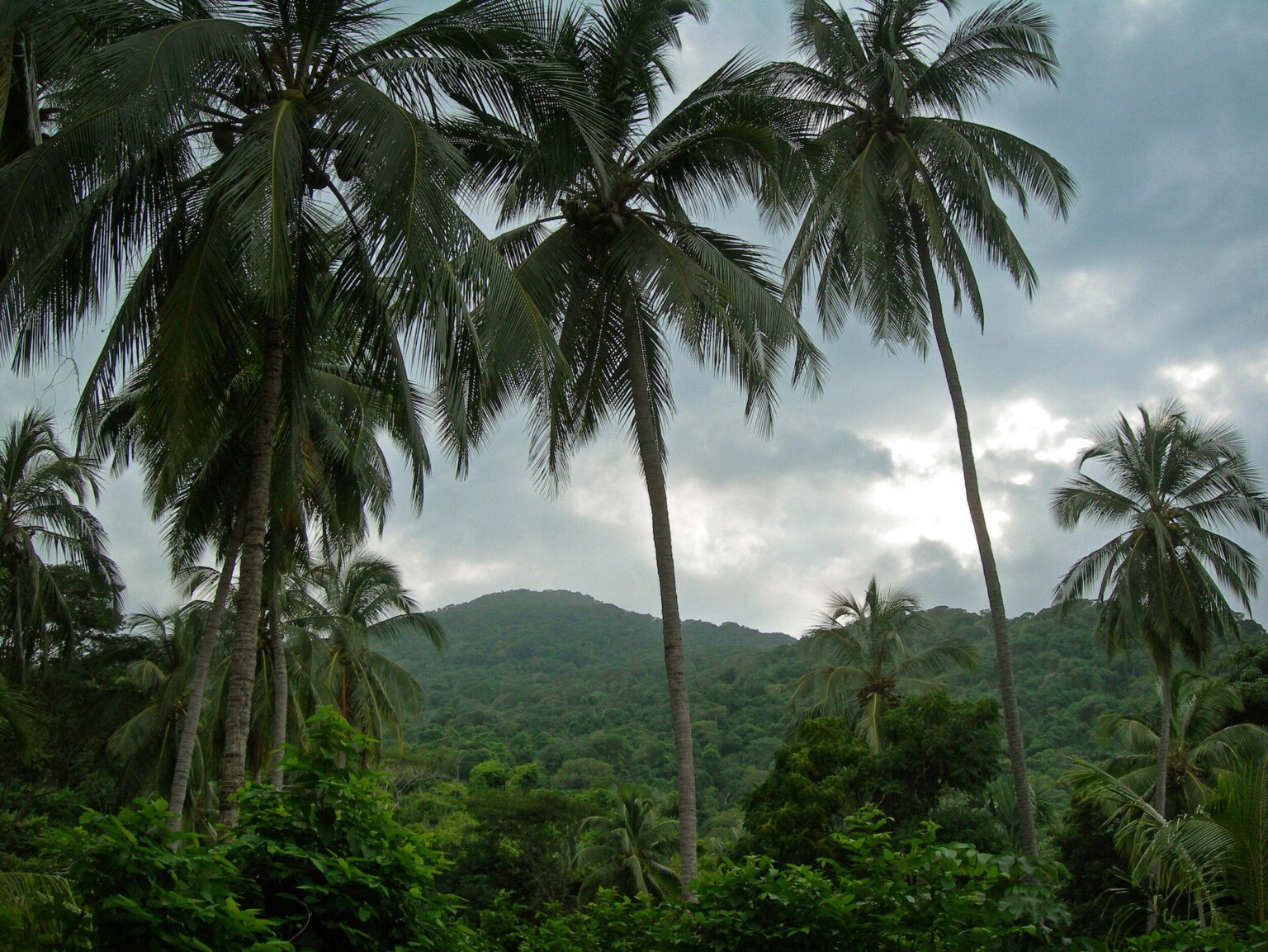 Nature4Climate - Tackling Climate Change With Nature