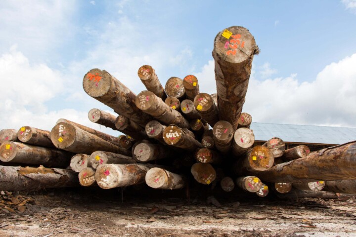 New Report Charts Path to Align Financial Flows with Global Forest ...